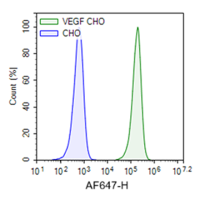 Membrane VEGF CHO Cell Line | BPS Bioscience | Biomol.com