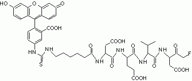 FITC-C6-DEVD-FMK | AAT Bioquest | Biomol.de