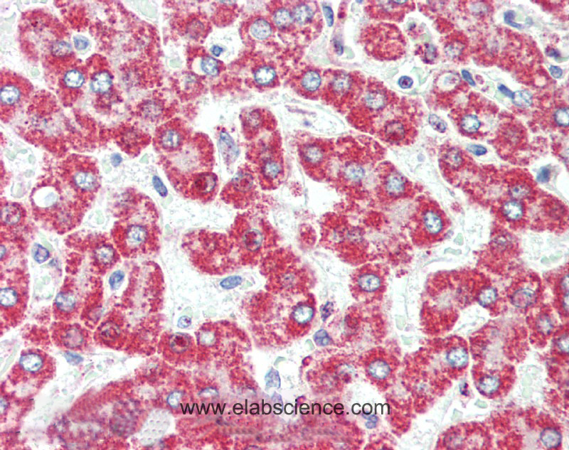 Anti-HSD17B8 | Elabscience | Biomol.com