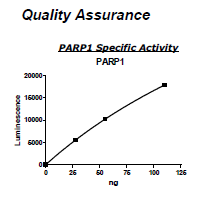 PARP1, active human recombinant protein | BPS Bioscience | Biomol.com