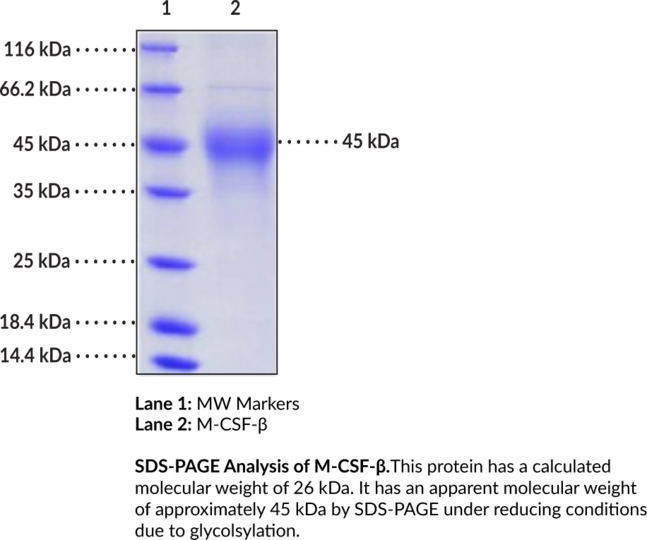 M Csf Beta Mouse Recombinant Cayman Chemical