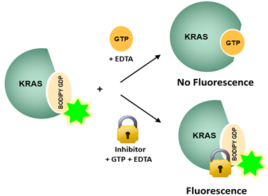 KRAS(G12V) Nucleotide Exchange Assay Kit | BPS Bioscience | Biomol.com