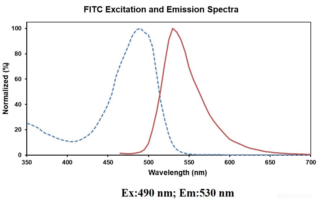 Anti-Human CD32, FITC conjugated, clone IV-3 | Elabscience | Biomol.com