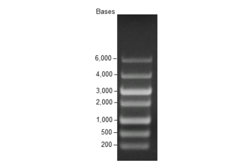 RNA Ladder | Croyez | Biomol.com