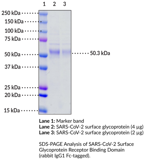 SARS-CoV-2 Spike Glycoprotein Receptor Binding Domain (rabbit IgG1 Fc ...