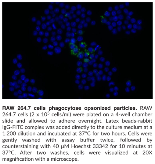 Phagocytosis Assay Kit (IgG FITC) | Cayman Chemical | Biomol.de