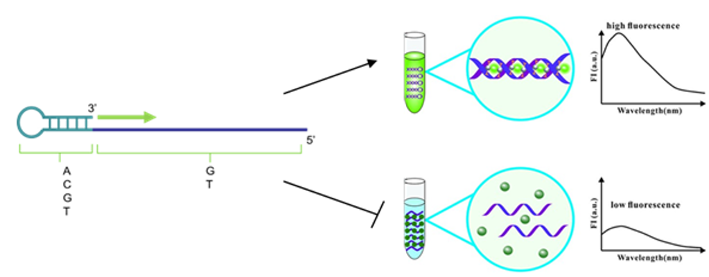 DNA Polymerase beta Assay Kit | BPS Bioscience | Biomol.com