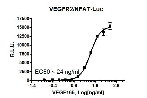 VEGFR2 / NFAT Reporter - HEK293 Recombinant Cell Line | BPS Bioscience ...