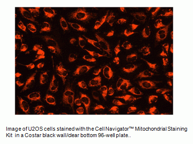 Cell Navigator(TM) Mitochondrial Staining Kit *Orange Fluorescence ...