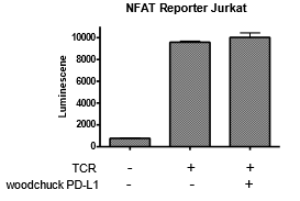 Woodchuck PD-1 / NFAT - Reporter - Jurkat Recombinant Cell Line | BPS Bioscience | Biomol.de