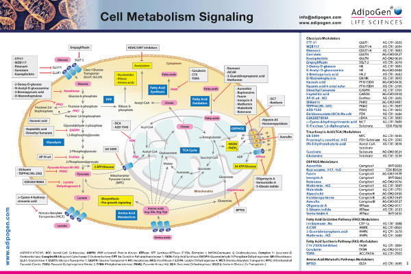 Cell Metabolism Signaling Poster | AdipoGen Life Sciences | Biomol.de