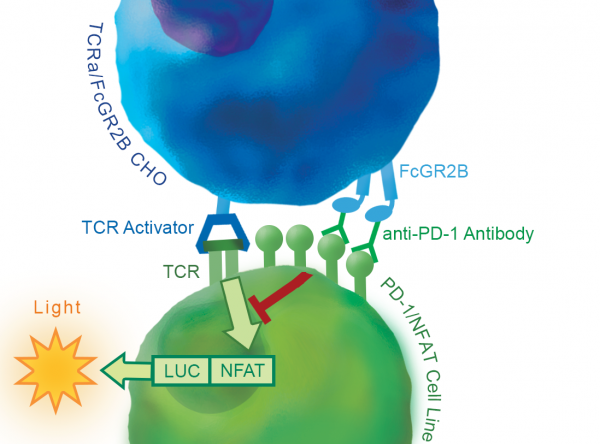 TCR Activator/FcGR2B CHO Cell Line | BPS Bioscience | Biomol.com