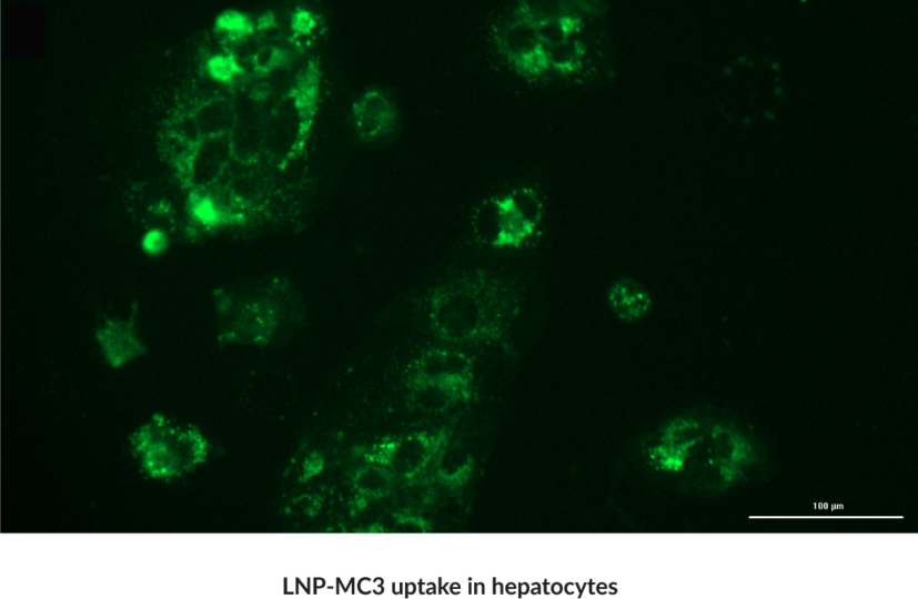 LipidLaunch(TM) LNP-MC3 Uptake Kit (Green Fluorescence) | Cayman ...