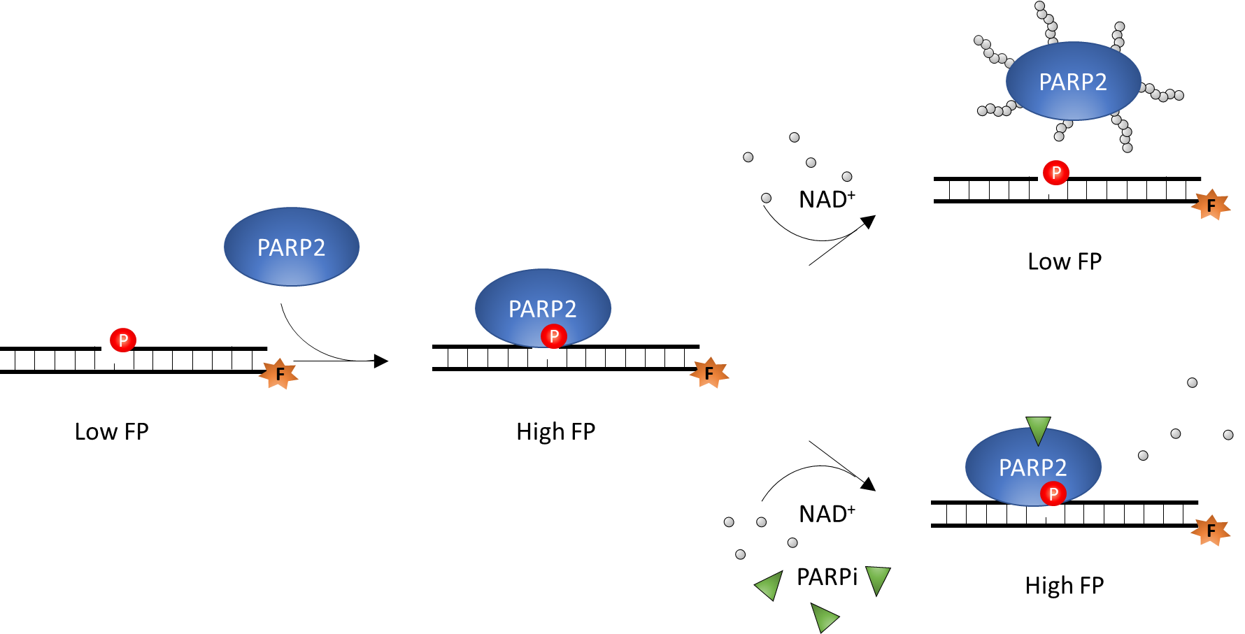 PARPtrap(TM) Assay Kit for PARP2 | BPS Bioscience | Biomol.com