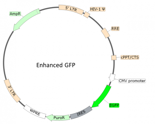 Spike (BA.2, Omicron Variant) (SARS-CoV-2) Pseudotyped Lentivirus (eGFP ...