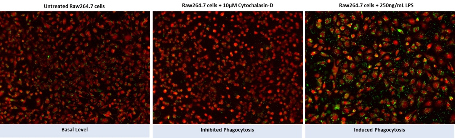 Cell Meter(TM) Fluorimetric Phagocytosis Assay Kit *Green Fluorescence ...