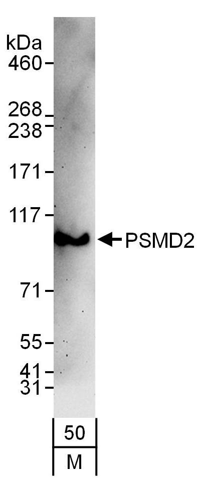 Anti-PSMD2 | Bethyl Laboratories | Biomol.com