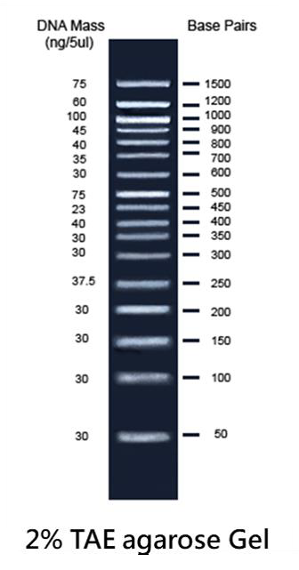 Biomol 50bp plus DNA Ladder, ready-to-use (50 - 1,500 bps) | Biomol ...