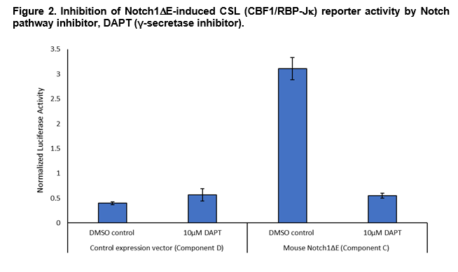 Notch Reporter Assay Kit (cAMP/PKA pathway) | BPS Bioscience | Biomol.com