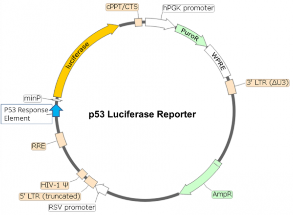p53 Luciferase Reporter Lentivirus | BPS Bioscience | Biomol.de