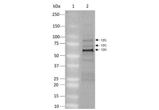 AAV-DJ SaCas9 | BPS Bioscience | Biomol.com