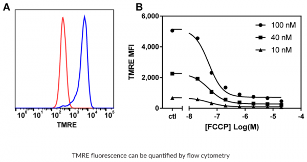 TMRE Mitochondrial Membrane Potential Assay Kit | Cayman Chemical ...