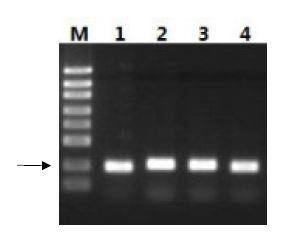 M-MuLV Reverse Transcriptase | GenScript | Biomol.com