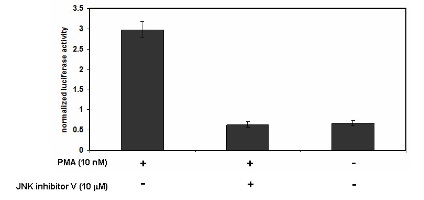 AP1 Reporter Kit (JNK Pathway) | BPS Bioscience | Biomol.com
