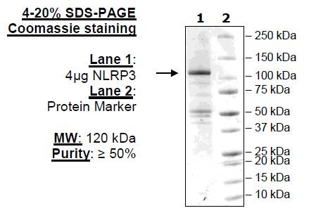 NLRP3 (NALP3), His-Flag-Tags (HEK293-derived) | BPS Bioscience | Biomol.com