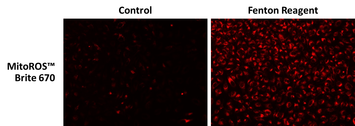 MitoROS Brite(TM) 670 *Optimized for Detecting Reactive Oxygen Species (ROS) in Mitochondria ...