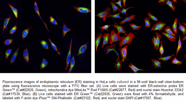 Cell Navigator(TM) Live Cell Endoplasmic Reticulum (ER) Staining Kit ...