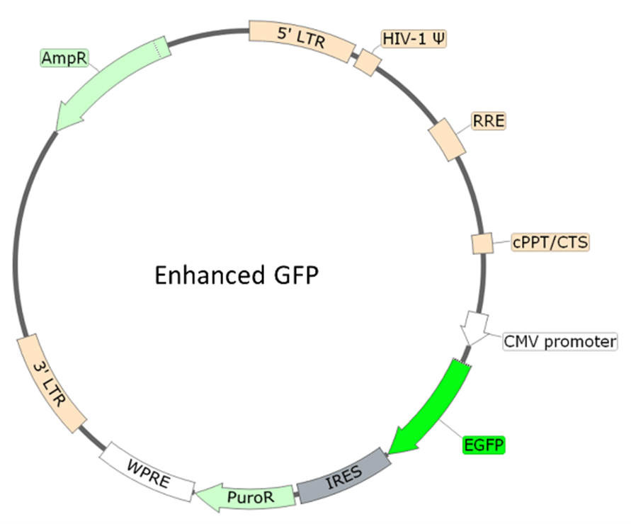 Spike (BF.7, Omicron Variant) (SARS-CoV-2) Pseudotyped Lentivirus (eGFP ...