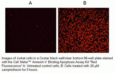 Cell Meter(TM) Annexin V Binding Apoptosis Assay Kit, Red Fluorescence Optimized for Flow ...