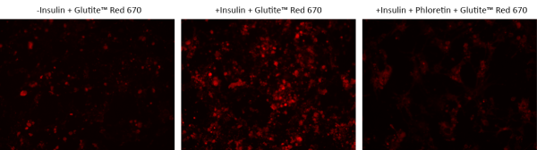 Cell Meter(TM) Glucose Uptake Imaging Kit *Red Fluorescence* | AAT Bioquest | Biomol.com