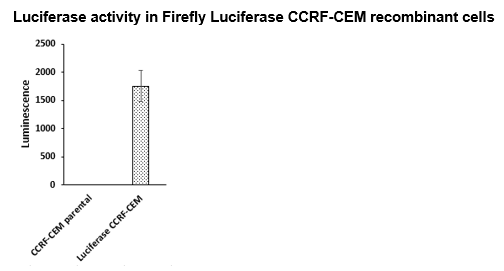 Firefly Luciferase CCRF-CEM Cell Line | BPS Bioscience | Biomol.com