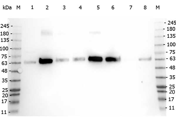 Anti-Pdcd4 | Rockland Immunochemicals | Biomol.com