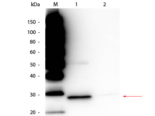 Immunoprecipitation Western Blot
