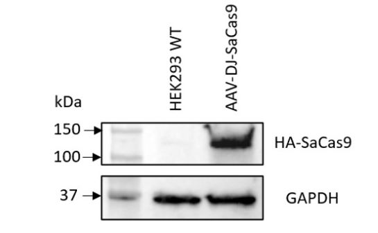 AAV-DJ SaCas9 | BPS Bioscience | Biomol.de