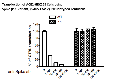 Spike (gamma P.1 Variant) (SARS-CoV-2) Pseudotyped Lentivirus (Luc Reporter) | BPS Bioscience ...