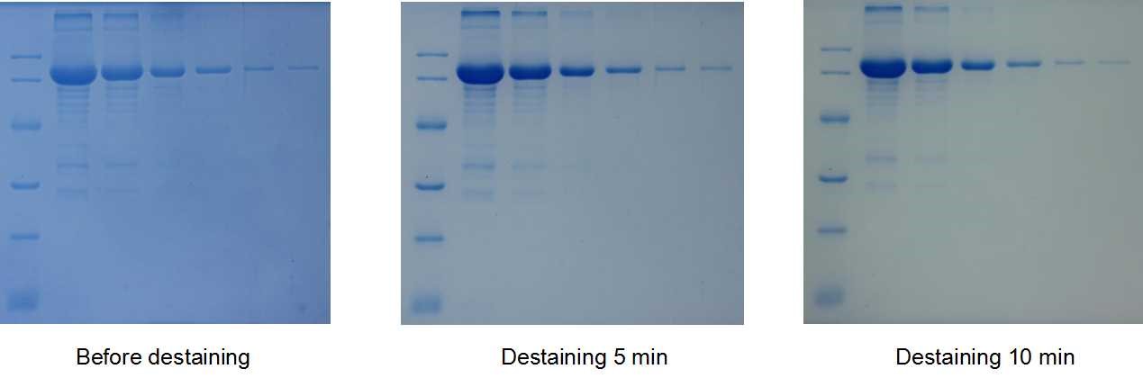 Fast Coomassie Blue Staining Solution (10×) | Elabscience | Biomol.de