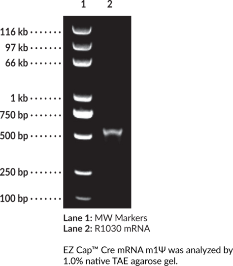 EZ Cap(TM) Cre mRNA (m1Psi) | Cayman Chemical | Biomol.com