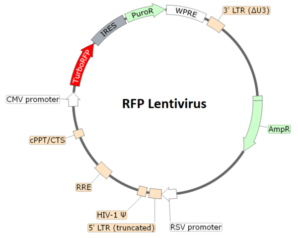 RFP Lentivirus | BPS Bioscience | Biomol.com
