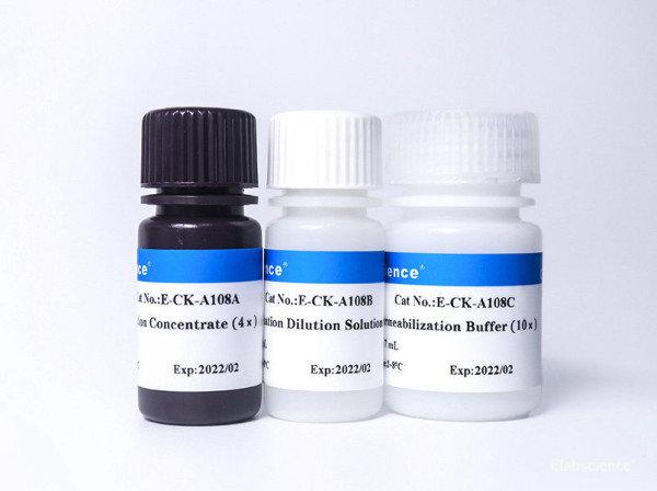 Foxp3/Transcription Factor Staining Kit | Elabscience | Biomol.de