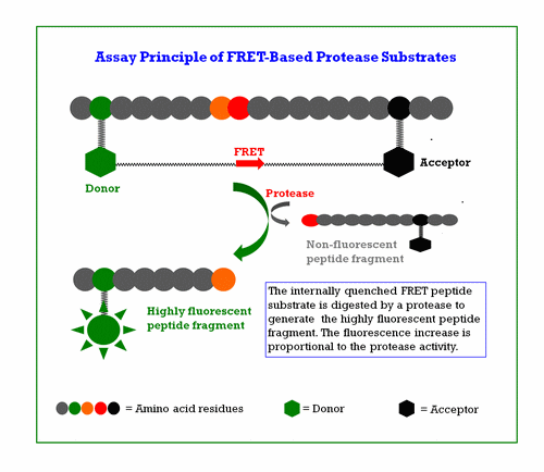 MMP Green(TM) substrate | AAT Bioquest | Biomol.de