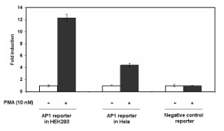 AP1 Reporter Kit (JNK Pathway) | BPS Bioscience | Biomol.com