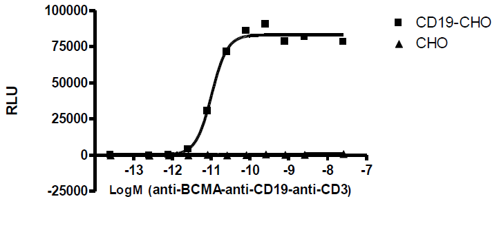 Anti-BCMA-Anti-CD19-Anti-CD3-His Trispecific | BPS Bioscience | Biomol.com