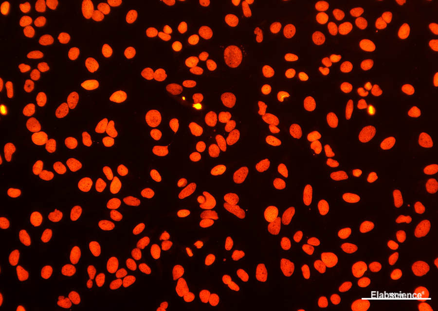 AF555-11-dUTP | Elabscience | Biomol.com