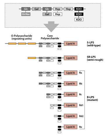LPS from S. typhimurium (S-form) TLRpure Sterile Solution | Innaxon ...