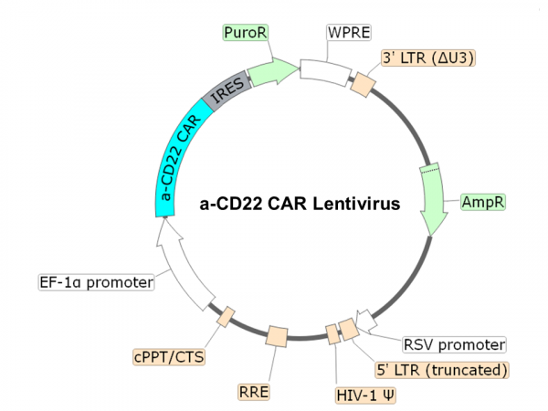 Anti-CD22 CAR Lentivirus (Clone m971 ScFv-CD8-4-1BB-CD3zeta) | BPS Bioscience | Biomol.com