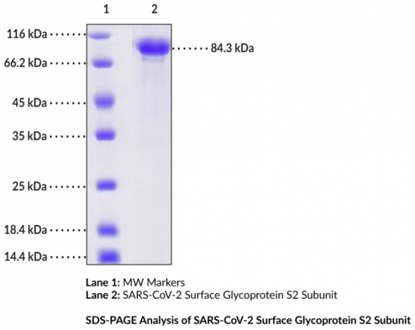 SARS-CoV-2 Spike Glycoprotein S2 Subunit (recombinant) | Cayman Chemical | Biomol.com